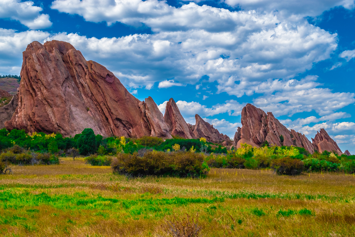 Jeremy Janus Photography - The Novel Turtle